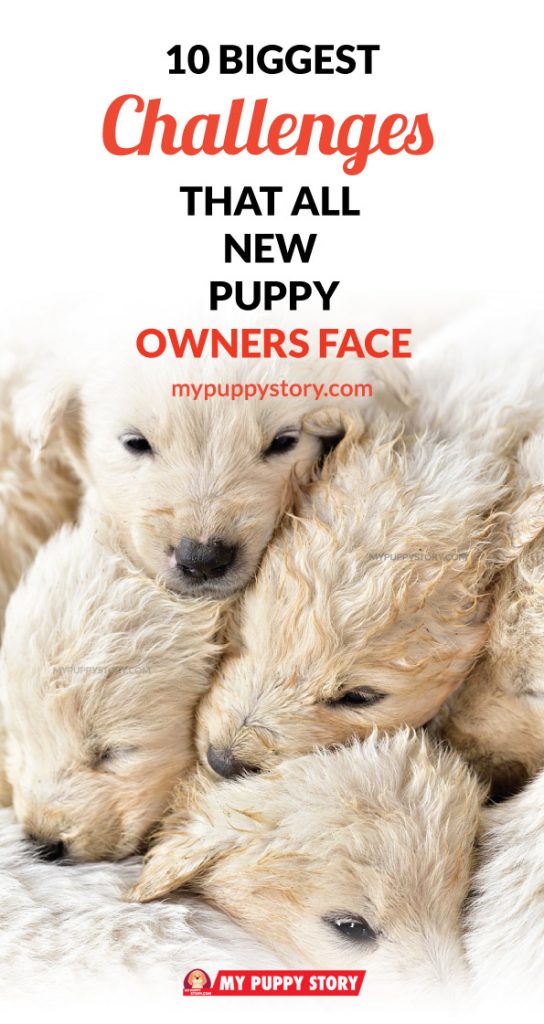 10 Biggest Challenges That All New Puppy Owners Face