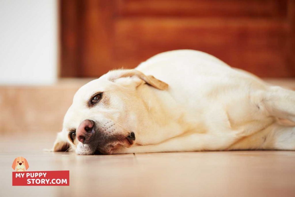 Dog Body Language 101